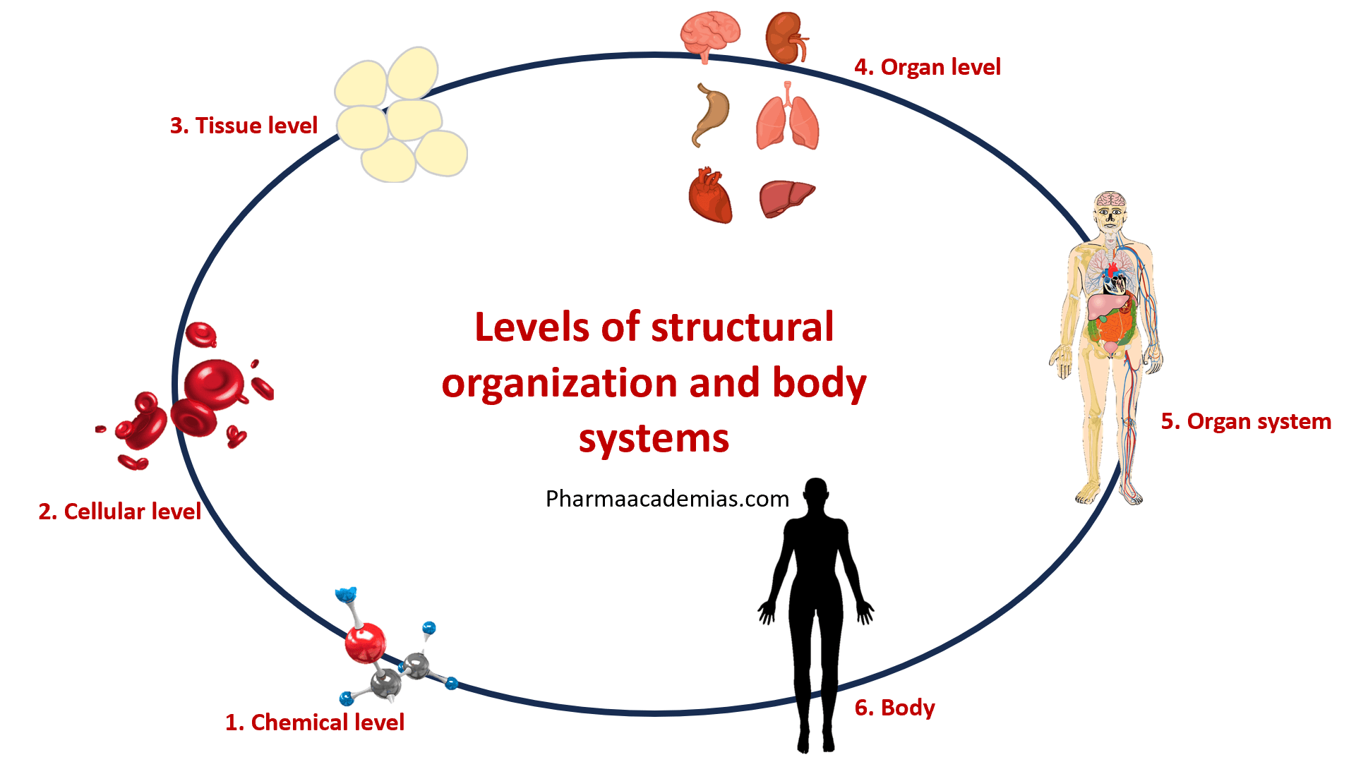 Body systems: Levels of structural organization and body systems ...
