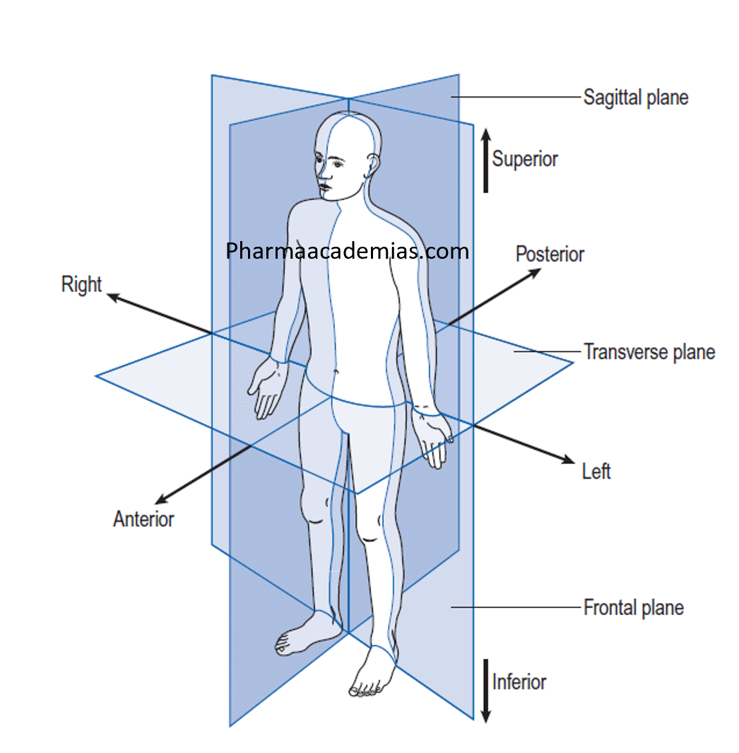 Basic anatomical terminologies - Pharmaacademias