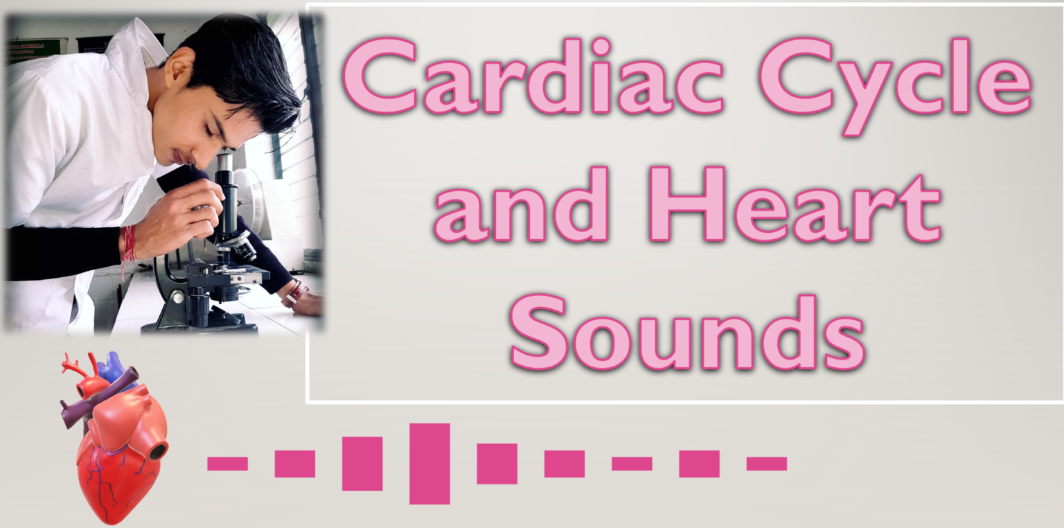 Cardiac Cycle and Heart Sounds - Pharmaacademias