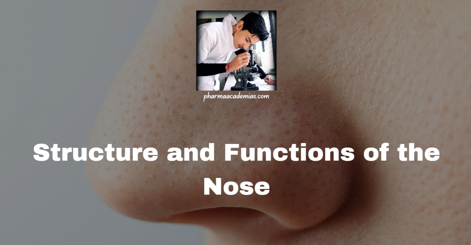 Structure and Functions of the Nose - Pharmaacademias