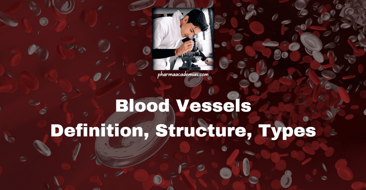 Blood Vessels: Definition, Types, Structure and Functions - Pharmaacademias