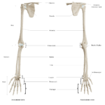 Osseous system: Definition, Types and Functions