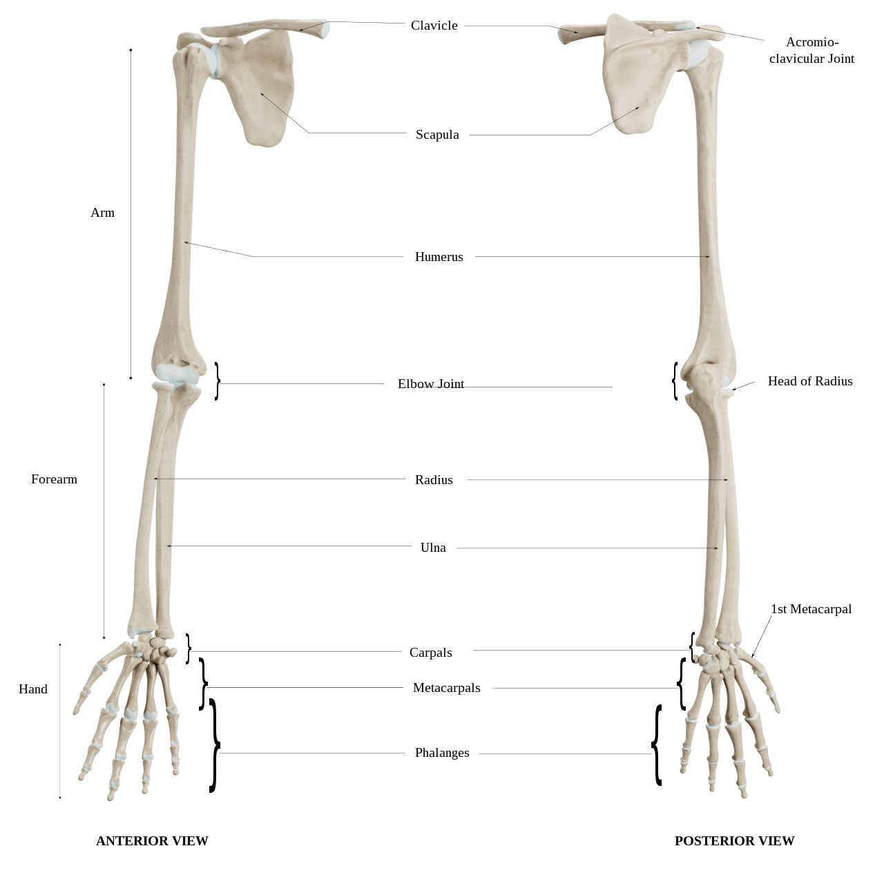 Osseous system: Definition, Types and Functions
