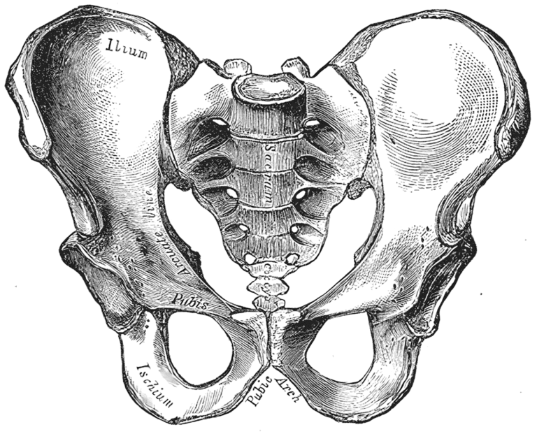 Osseous system: Definition, Types and Functions