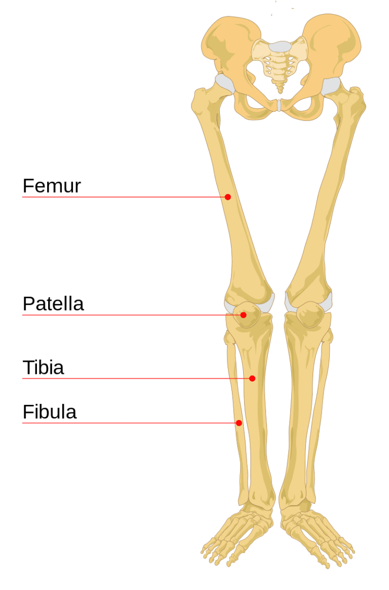 Osseous system: Definition, Types and Functions