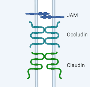 Cell junctions: Definition, Types and Functions