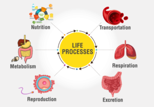 Basic life processes: Introduction, Types and Functions - Pharmaacademias