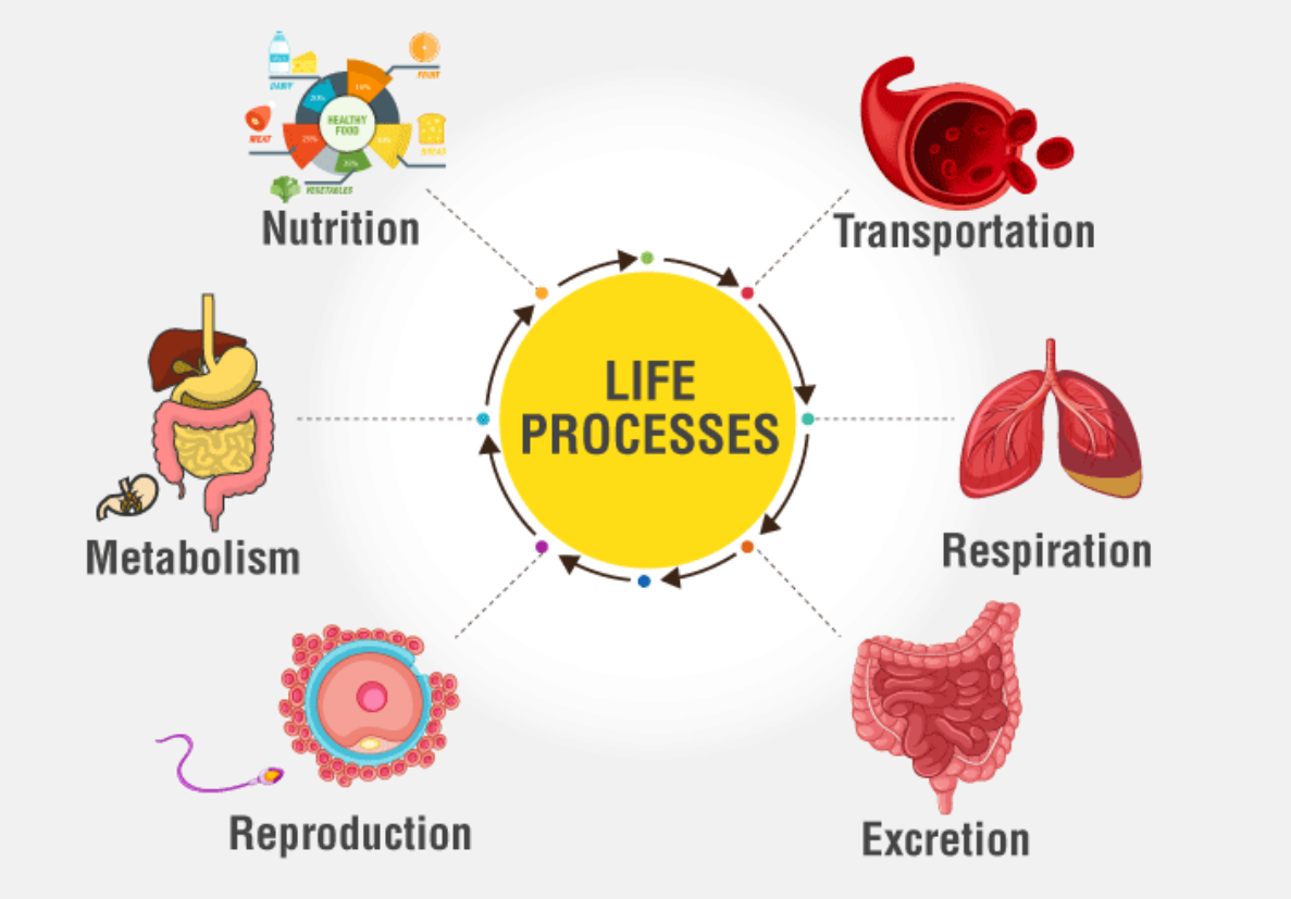 Basic life processes: Introduction, Types and Functions - Pharmaacademias
