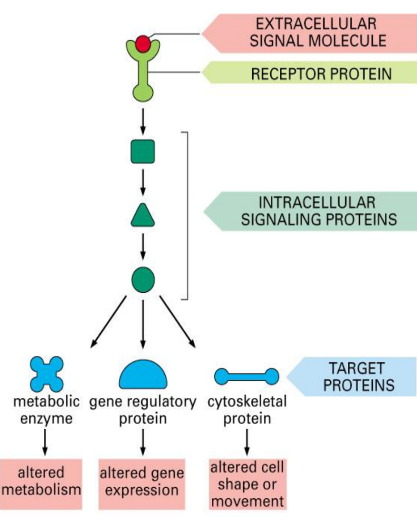 Pharmaacademias Intracellular signaling pathway activation by ...