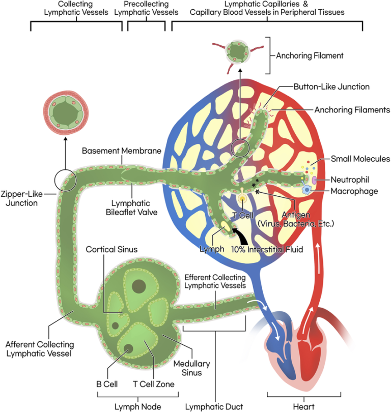 Lymph Circulation: Anatomy, Mechanism, Circulation and Disorders ...