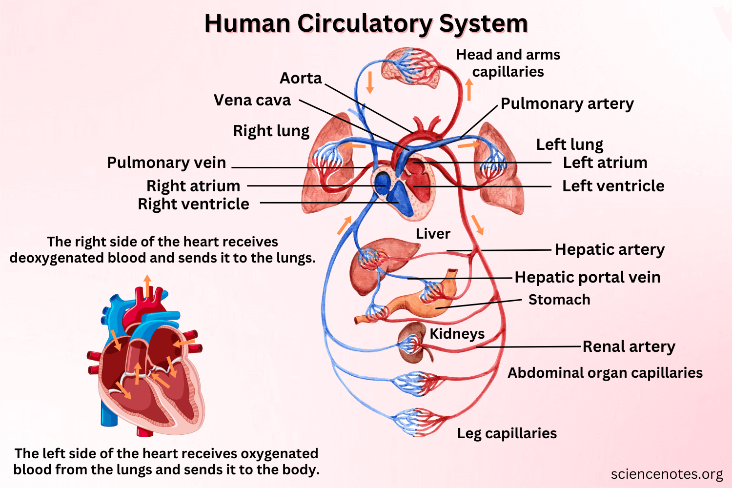 Cardiovascular system: Definition, Structure, Functions - Pharmaacademias