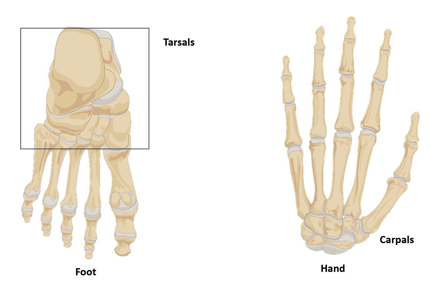 Bone: Definition, Types and Functions - Pharmaacademias