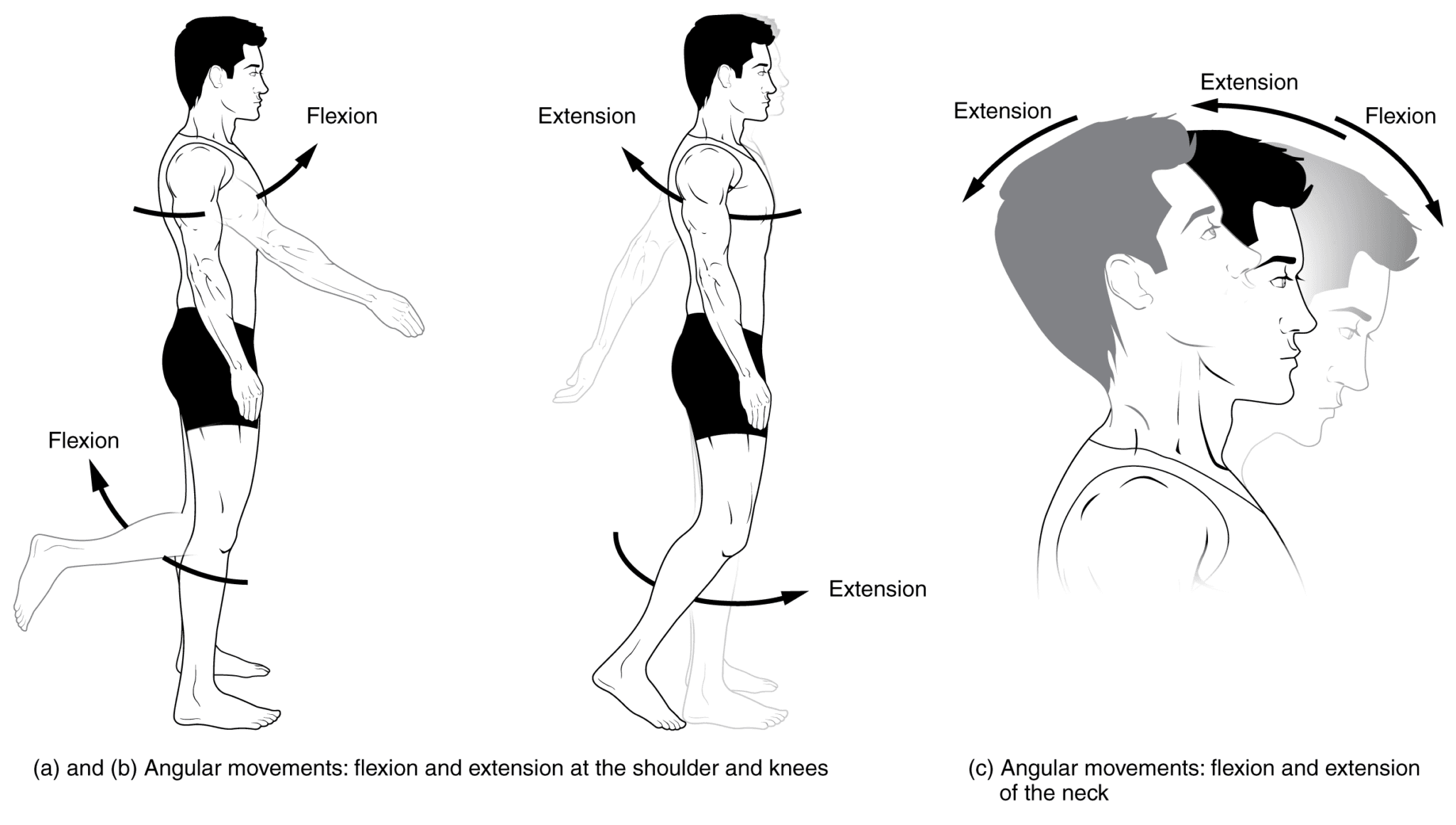 Types of joint movements and their articulation