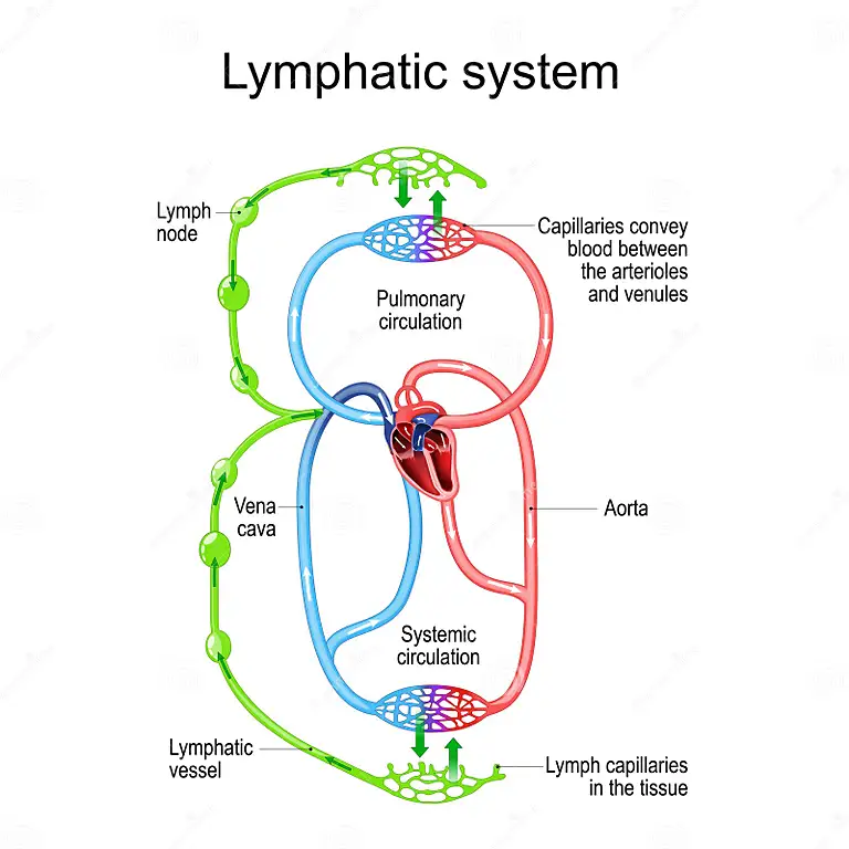 Lymph Circulation: Anatomy, Mechanism, Circulation and Disorders ...