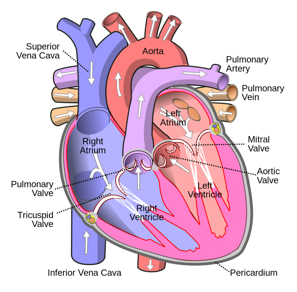Cardiovascular system: Definition, Structure, Functions - Pharmaacademias