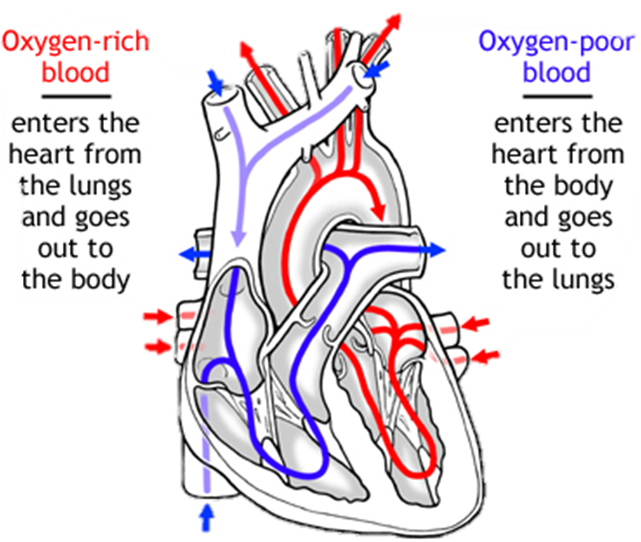 Circulation of Blood in the Heart - Pharmaacademias