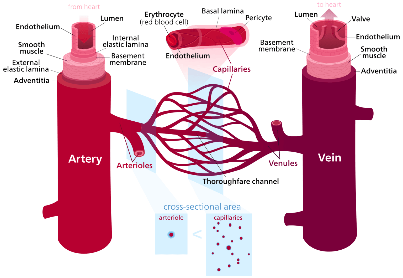 Blood Vessels: Definition, Types, Structure and Functions