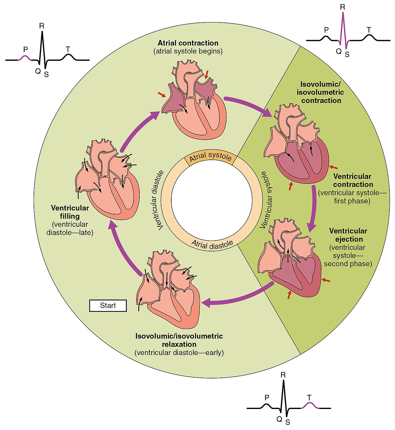 Cardiac Output and the Cardiac Cycle