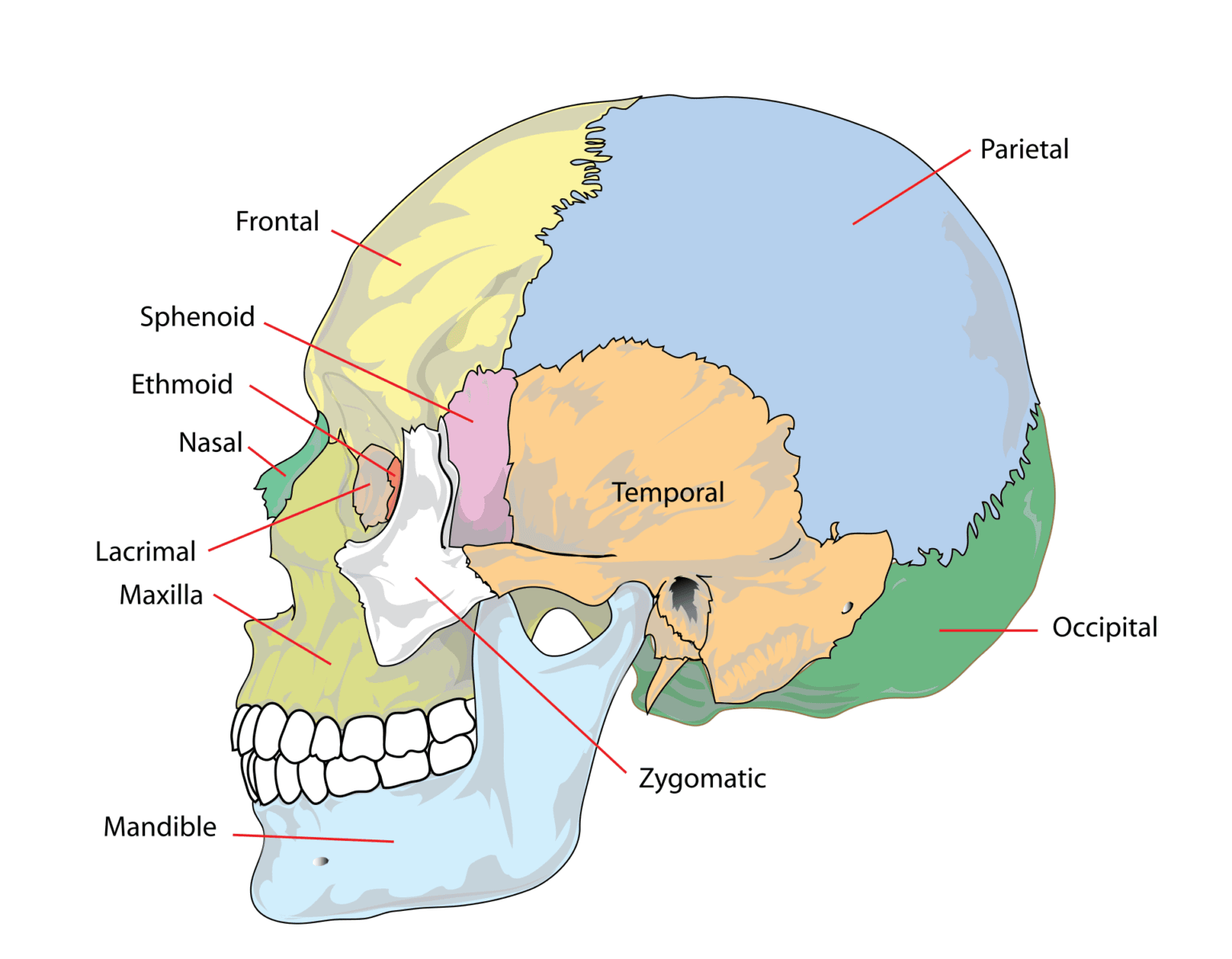 Osseous system: Definition, Types and Functions