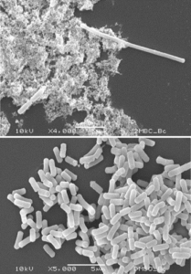 Study of Ultrastructure and Morphological Classification of Bacteria ...