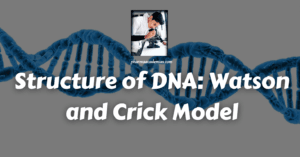 Structure of DNA: Watson and Crick Model - Pharmaacademias