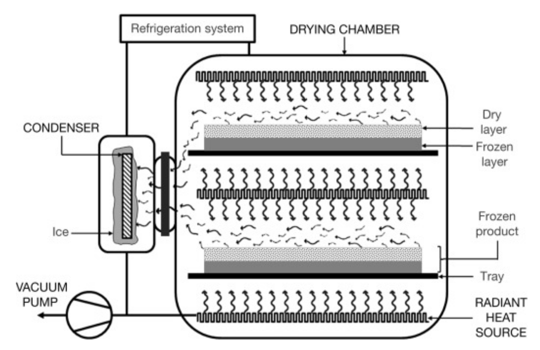 Freeze Dryer (Lyophilizer): Definition, Principles, Construction ...