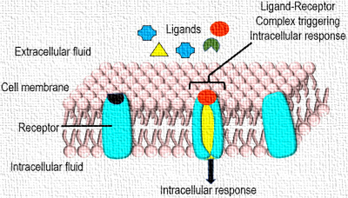 Classification of Receptors: Definition, Classification, and Function ...