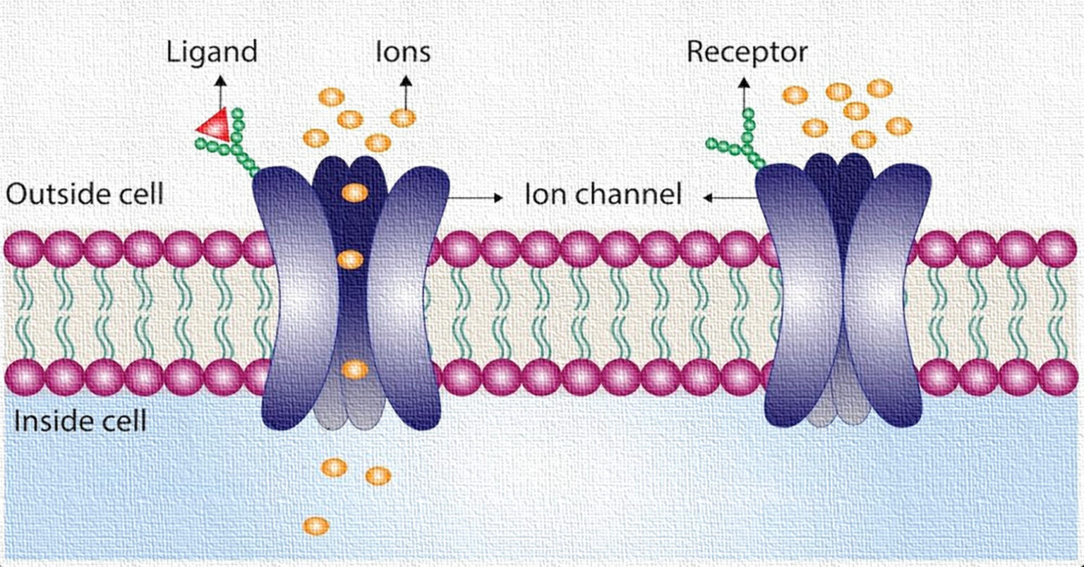 Ion Channel Receptors - Pharmaacademias