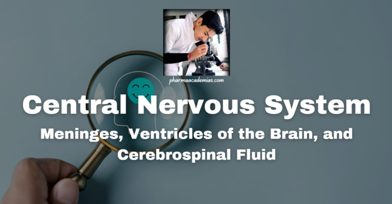 Central Nervous System: Meninges, Ventricles of the Brain, and ...