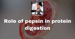 Role of pepsin in protein digestion