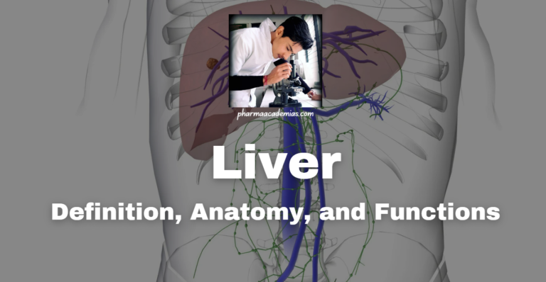Liver: Definition, Anatomy, and Functions - Pharmaacademias