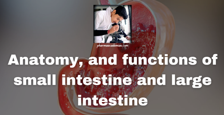Anatomy, and functions of small intestine and large intestine ...