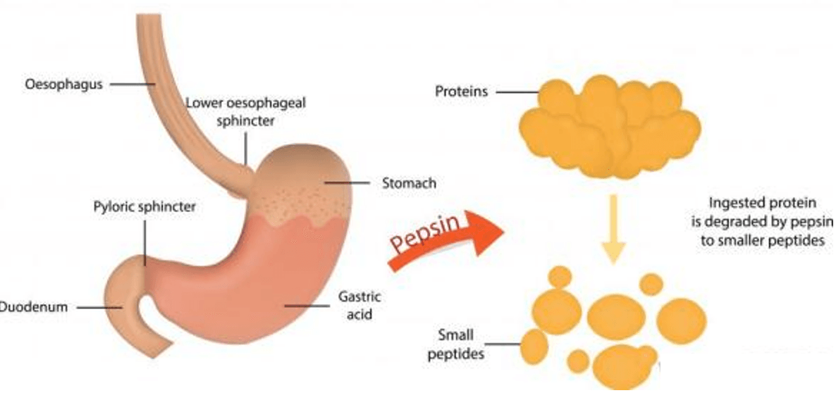 Role of pepsin in protein digestion