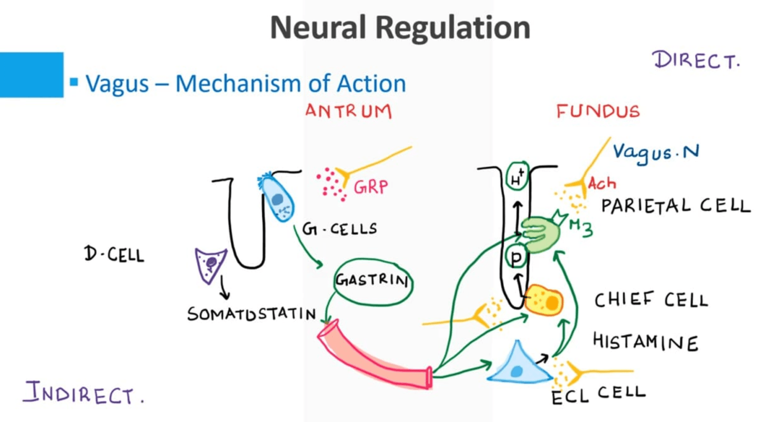 Acid production: definition, Mechanism, and regulation through the ...