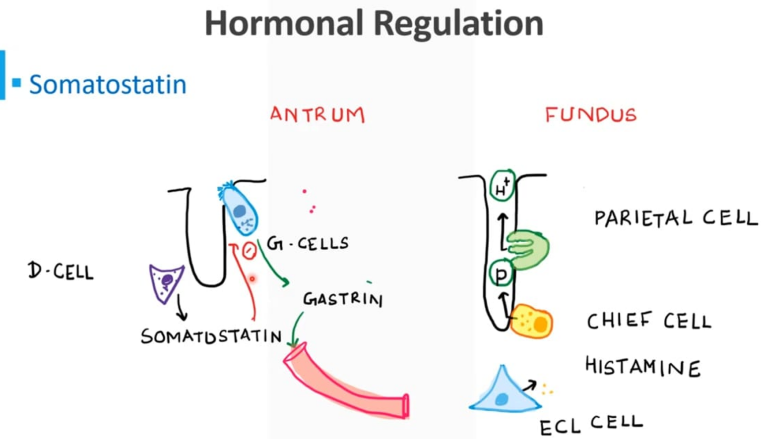 Acid production: definition, Mechanism, and regulation through the ...