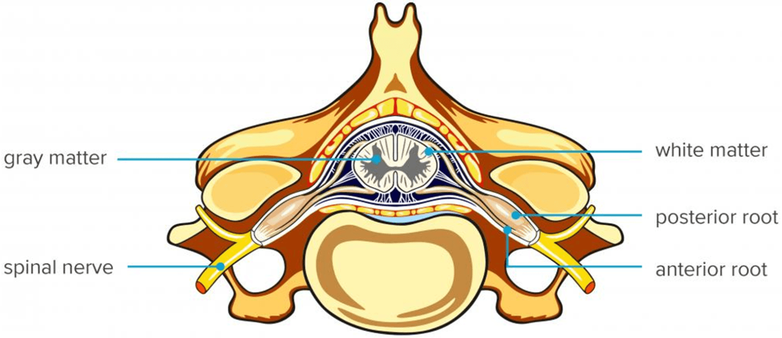 Spinal Cord and Functions of Afferent (Sensory) and Efferent (Motor ...