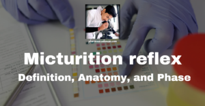 Micturition reflex: Definition, Anatomy, and Phase - Pharmaacademias