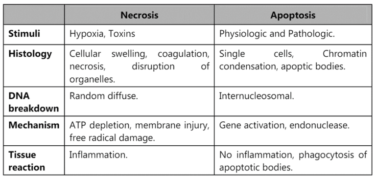 Cell Injury in Disease: Definition, Types, and Mechanism