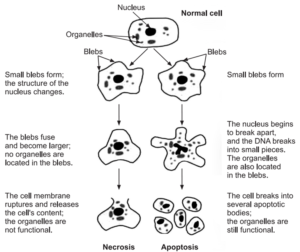 Cell Injury in Disease: Definition, Types, and Mechanism - Pharmaacademias