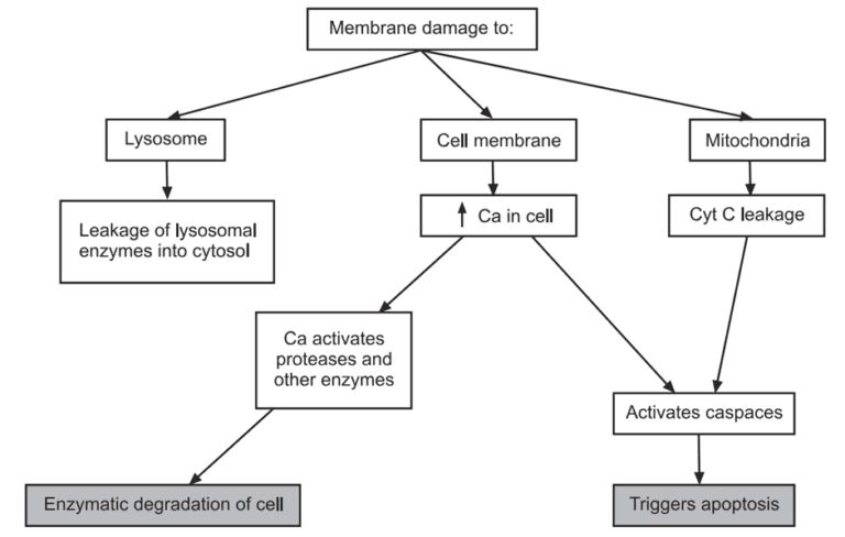Pathogenesis of Cell Injury: Definition, Types, and mechanism