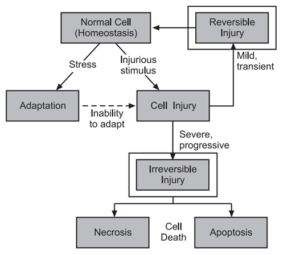 Pathogenesis of Cell Injury: Definition, Types, and mechanism ...