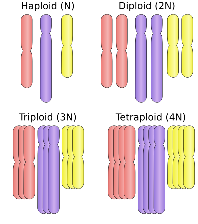 Polyploidy: Definition, Types, Mechanism and Application - Pharmaacademias