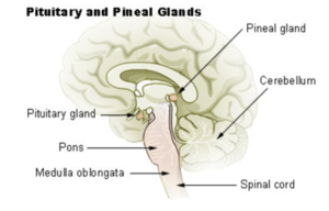 Pineal Gland: Definition, Structure, Functions, and Disorders ...