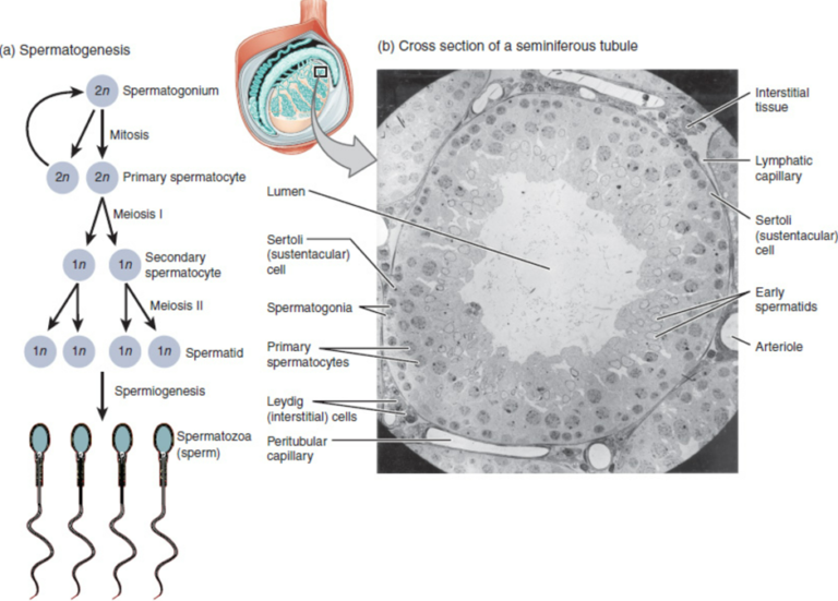Spermatogenesis: Definition, Steps, regulation - Pharmaacademias