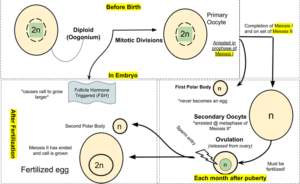 Oogenesis: Definition, Steps, Development, Regulation