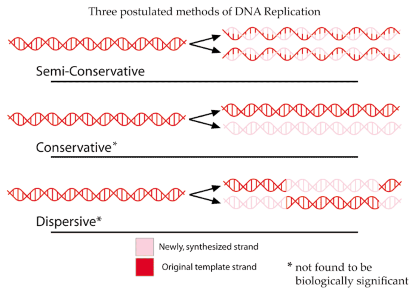 DNA Replication (Semi-Conservative Model) - Pharmaacademias