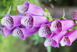 Digitalis: General Introduction, Composition, Chemistry, Bio-Sources ...