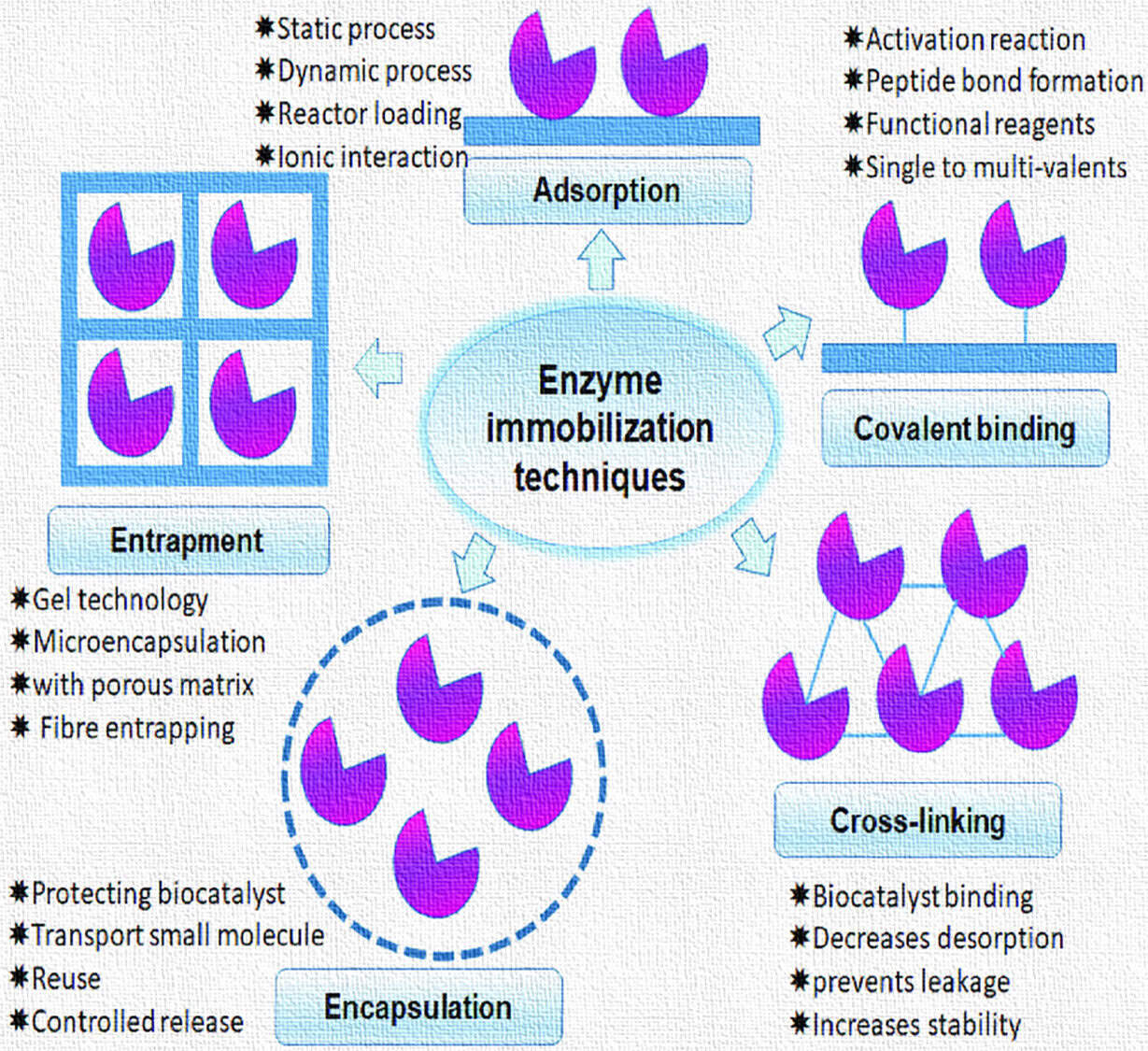 Enzyme Biotechnology: Methods of Enzyme Immobilization and Applications ...