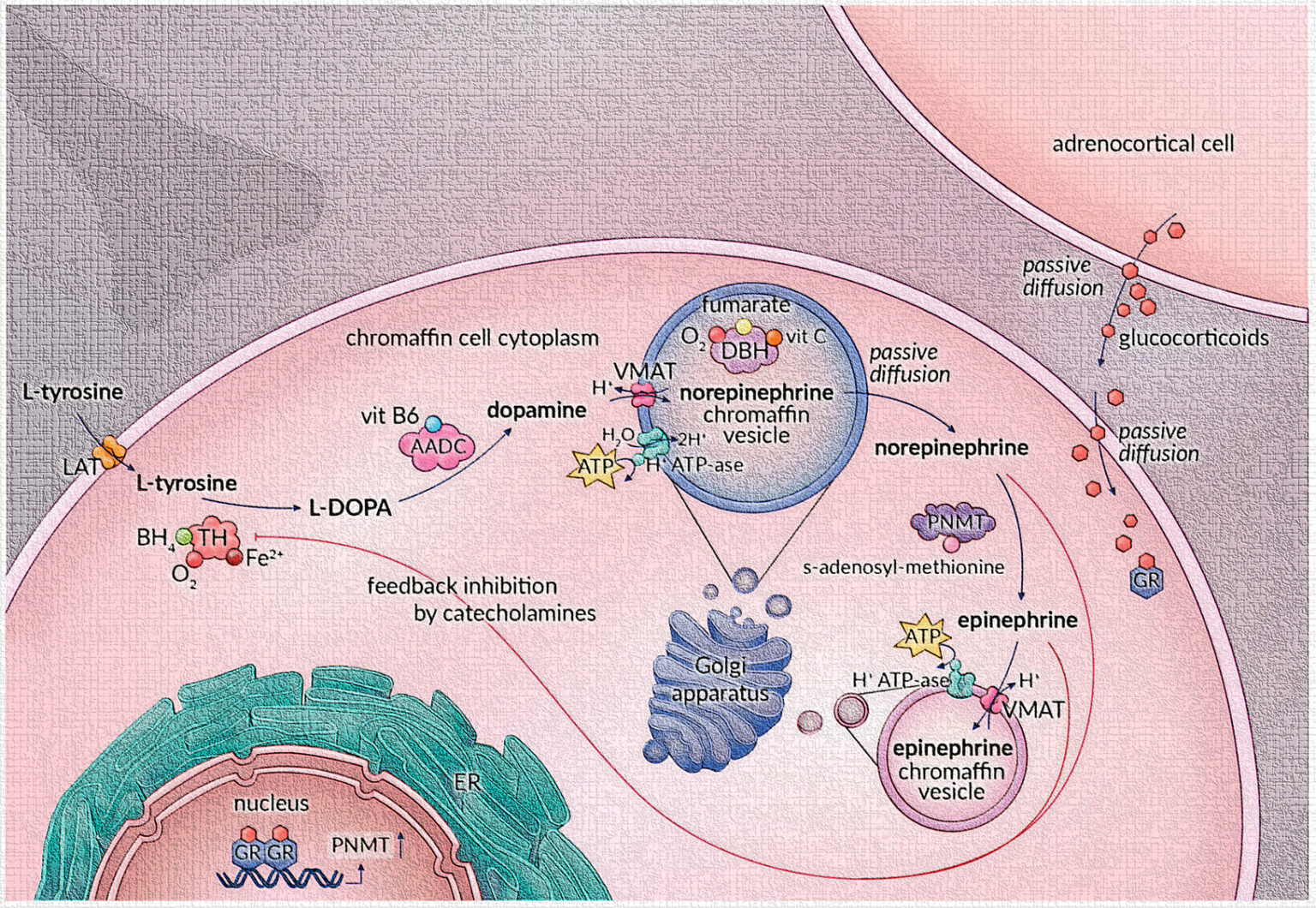 Biosynthesis & Catabolism of Catecholamine - Pharmaacademias
