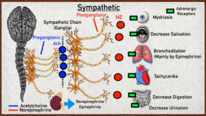 Adrenergic Receptors: Alpha & Beta